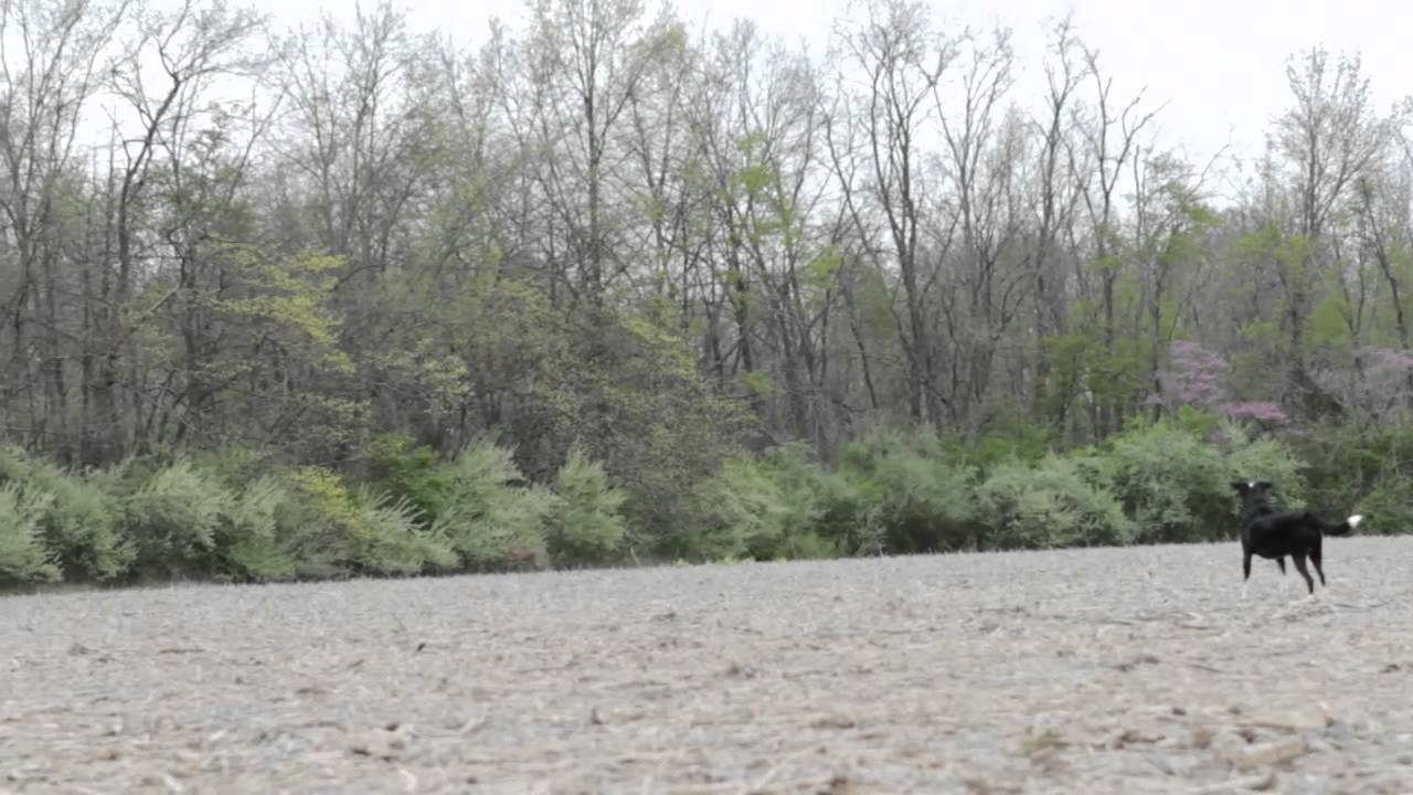 Dog Chasing Deer across field - YouTube