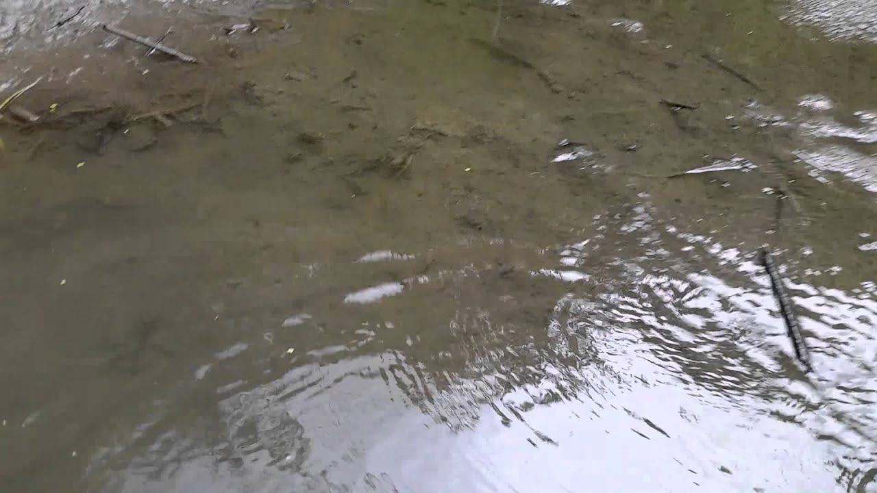 Freshwater eel in the stream - YouTube