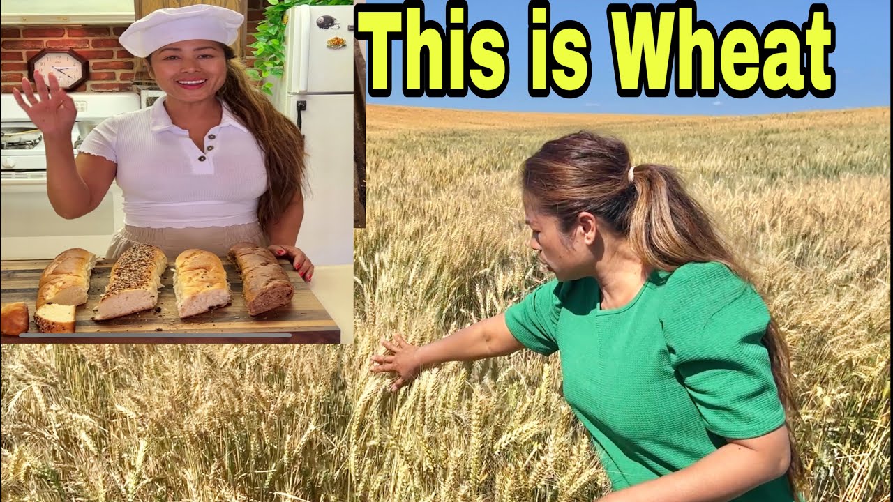 Wheat farm in Washington State. From Wheat Flour to BREAD - YouTube