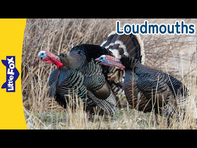 Loud Mouth Animals! | Wild Turkey, Parrot, Hyena & Baboon | Little Fox ...