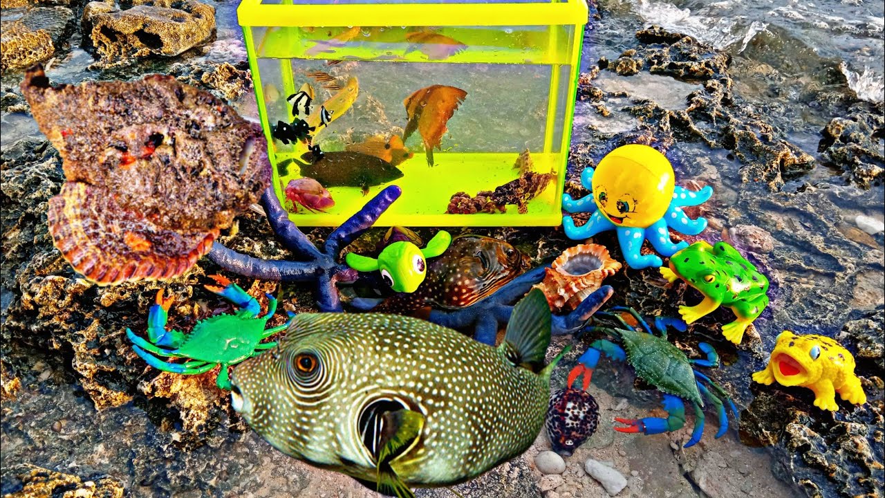 Seru..!!! Menemukan Ikan Besar dan Ikan Hias Cantik, Ikan Batu Ikan ...