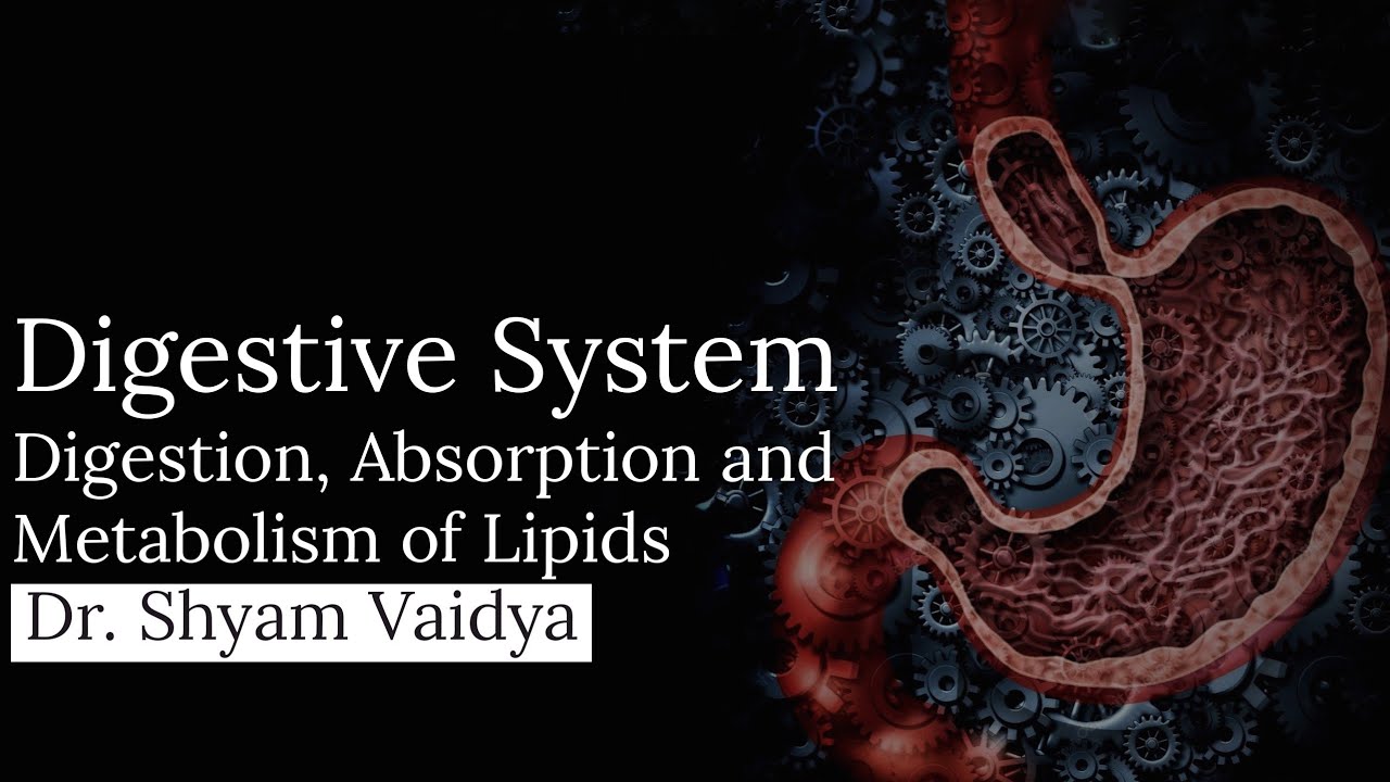 Digestion, Absorption and Metabolism of Lipids Physiology - 2 - YouTube