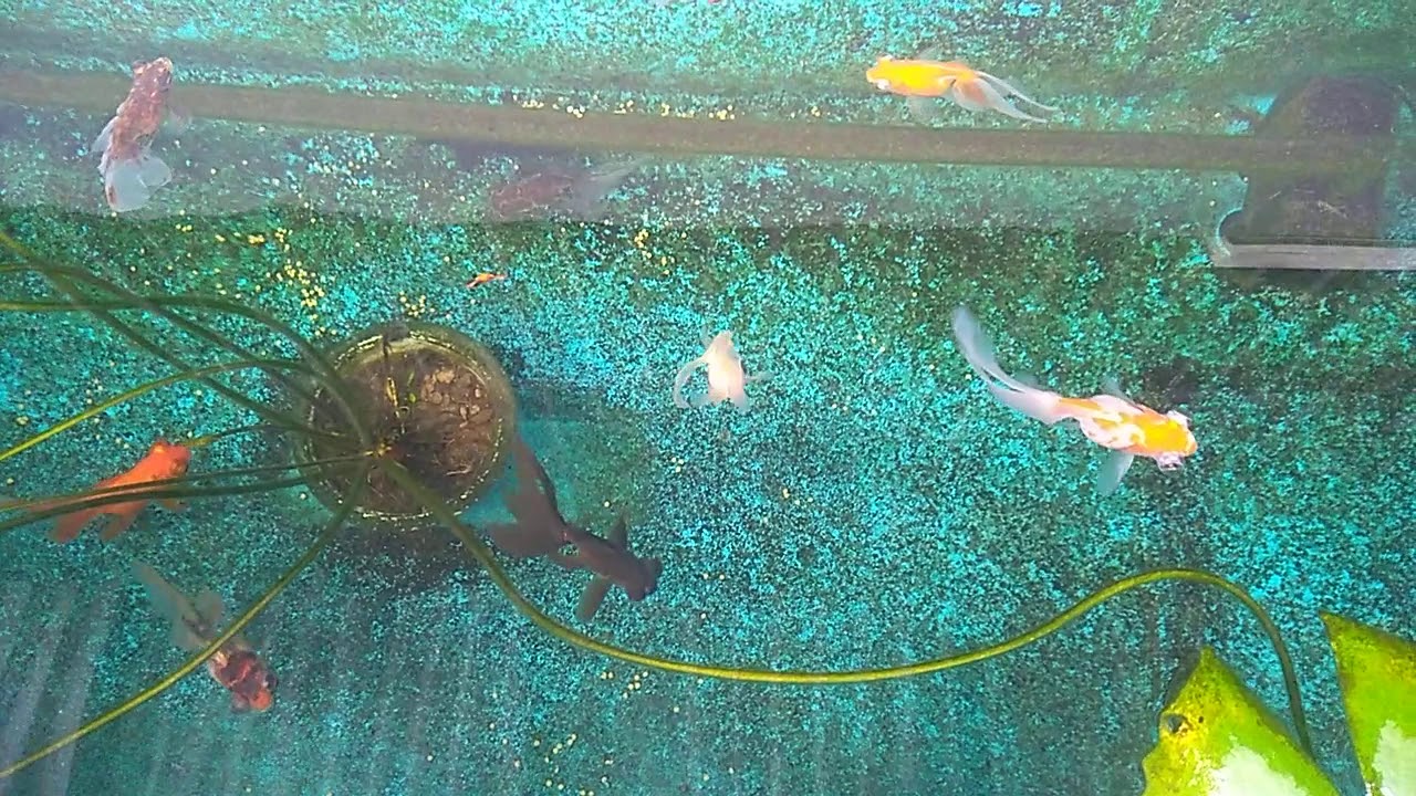 Ikan Mas Koki Bali - YouTube