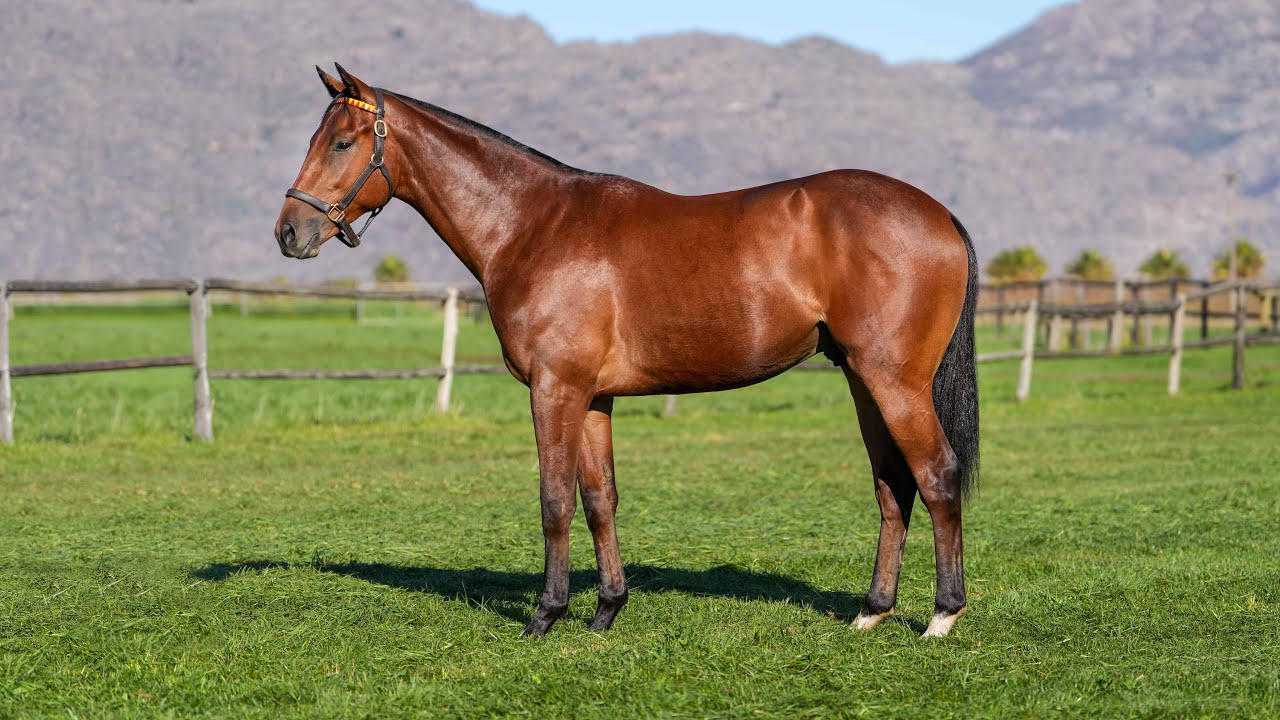 Lot 44- Soqrat (AUS) ex Captive Gold - YouTube