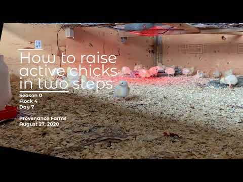 How to build exercise into a baby chick's day in 2 simple steps - YouTube