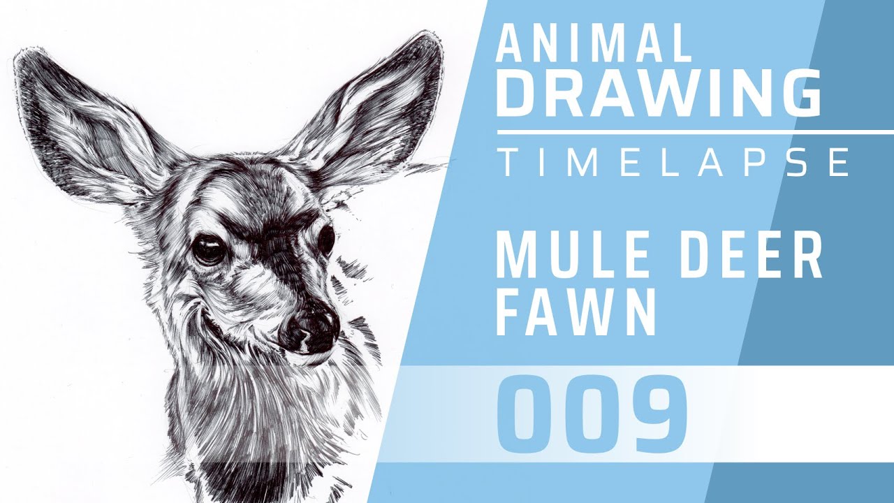 Drawing a Mule Deer Fawn | Drawing Tips & Techniques | Animal Sketching ...