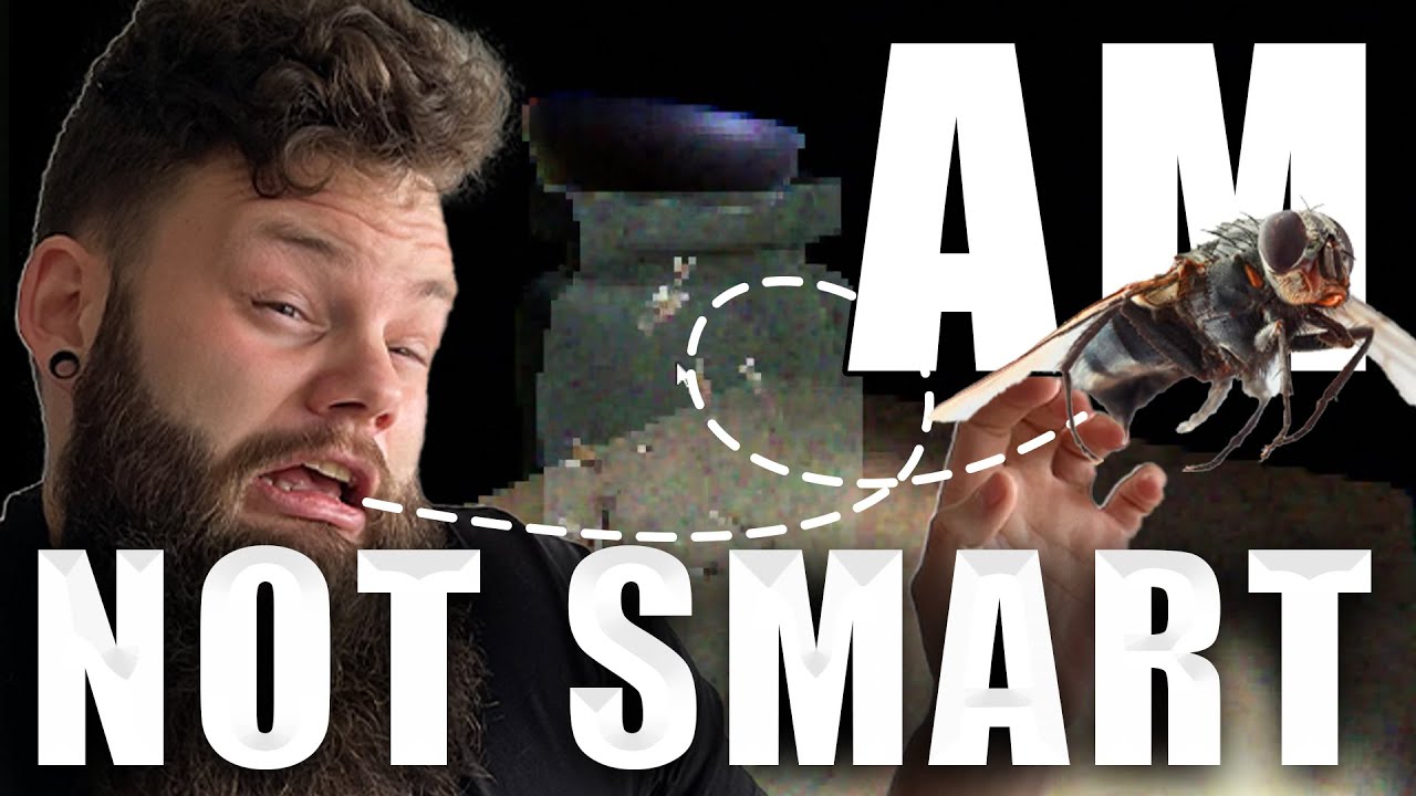 Flies In A Jar turn my brain into mashed potatoes - YouTube
