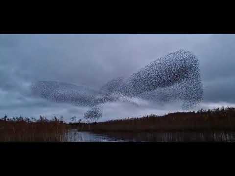 Starlings murmuration on Lough Derg, Tipperary, Ireland. - YouTube
