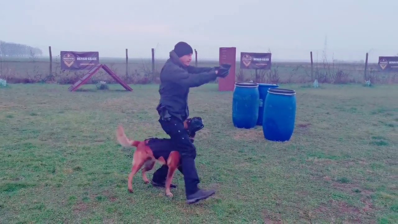 Belgian Malinois Amir - tactical obedience & protection at the military ...
