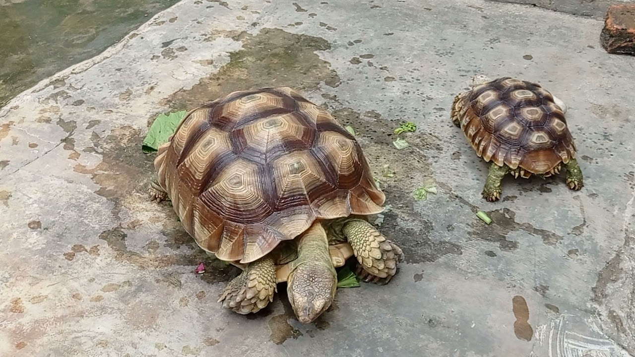 TIPS MEMPERCEPAT PERTUMBUHAN SULCATA 🐢🐢🐢 - YouTube