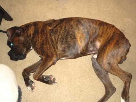 Boxer- Black Brindle with a Black Mask, White star Patch on his chest ...