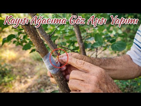 KAYISI AĞACINA GÖZ AŞISI YAPIMI ( Nasıl ve Ne Zaman Yapılır ) Usta Öğreticiden