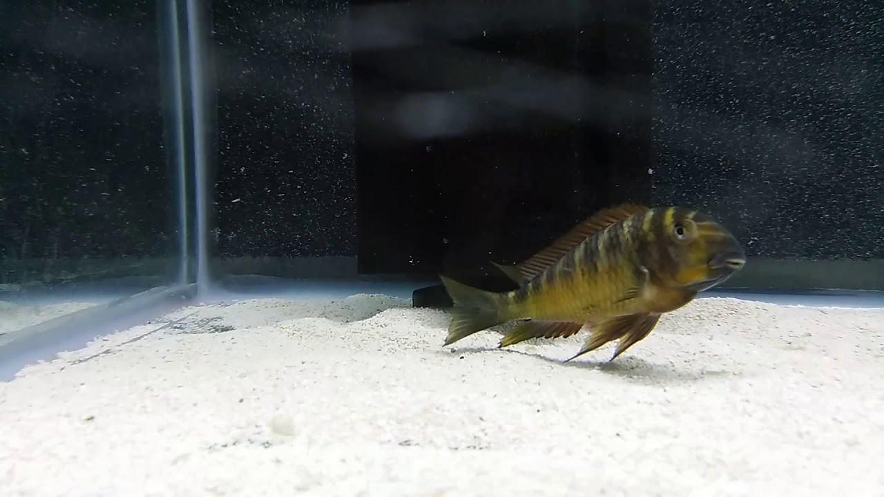 Egg bound tropheus orange kachese - YouTube