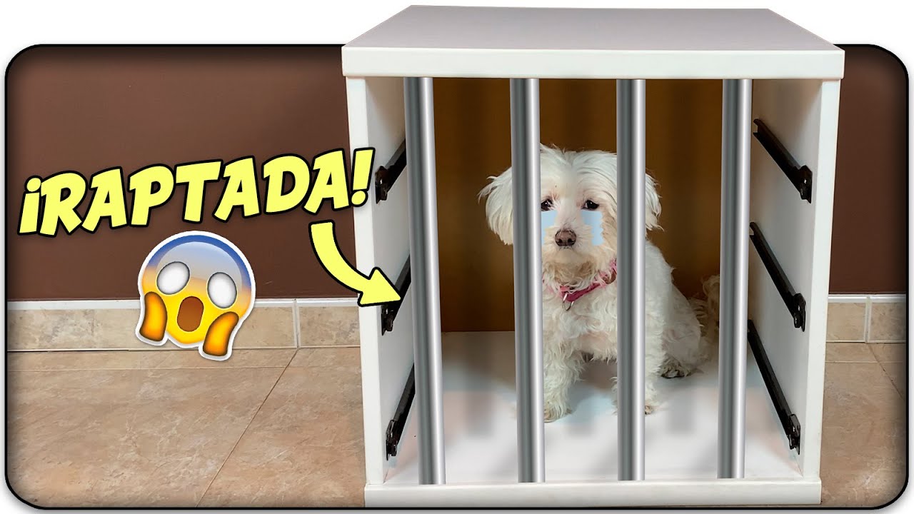 RAPTAN a Mi PERRO! NO ENCUENTRO a Dasha!😱🐶 Anima Dogs - YouTube