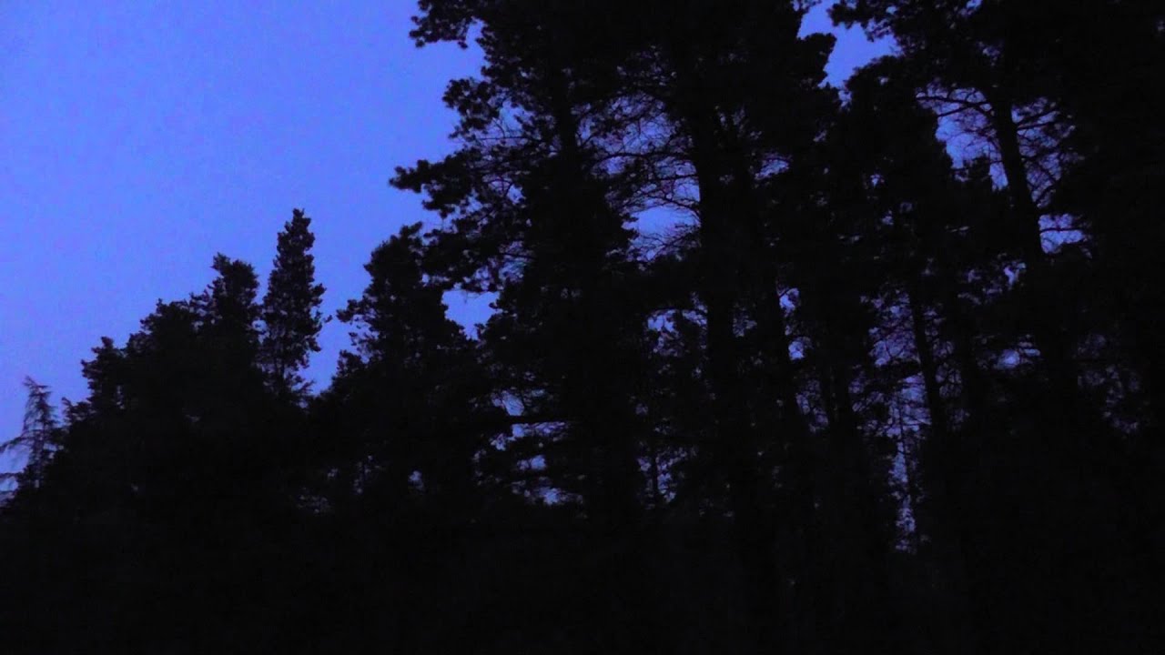 Nightjar singing - YouTube