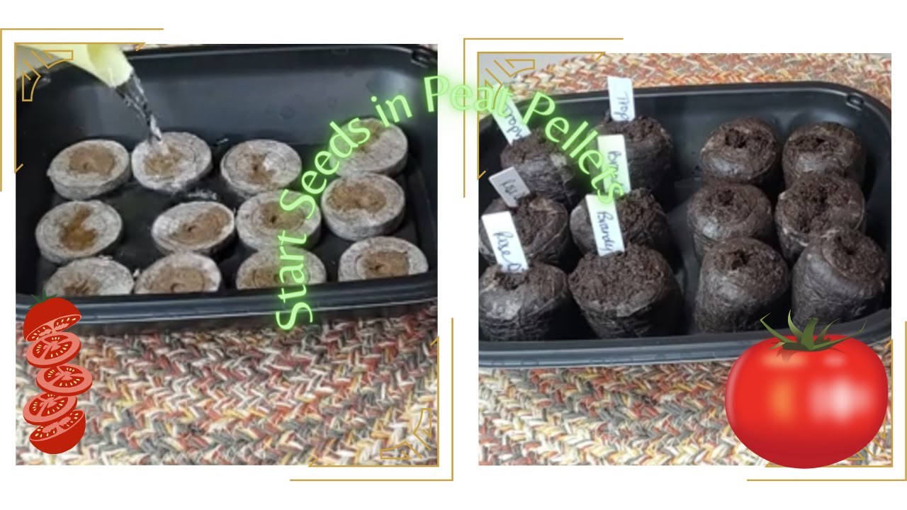 Planting Tomato Seeds in Expandable Peat Pellets - YouTube