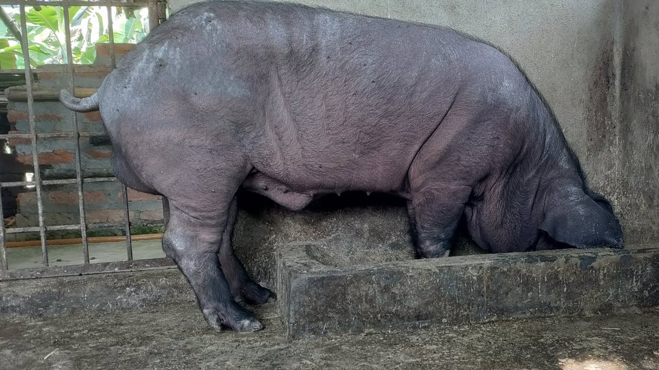 Assam pig 🐖🐖 from golaghat - YouTube