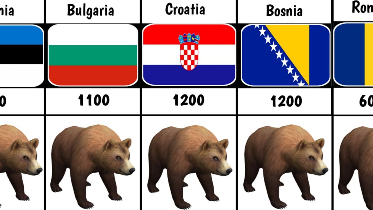 Brown Bear Population By Country 2023 - YouTube