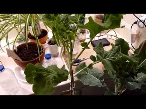 Indoor Tree Collards Update - YouTube