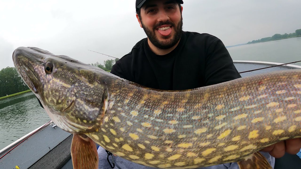 Angeln auf Hecht am Rhein - Livebiss 2021 - YouTube