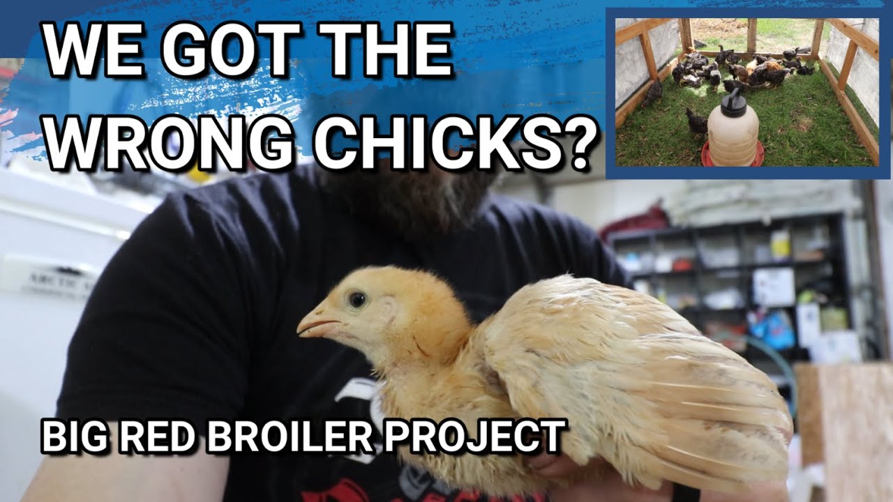 When The Hatchery Sends You The Wrong Chick | Update On The Big Red ...