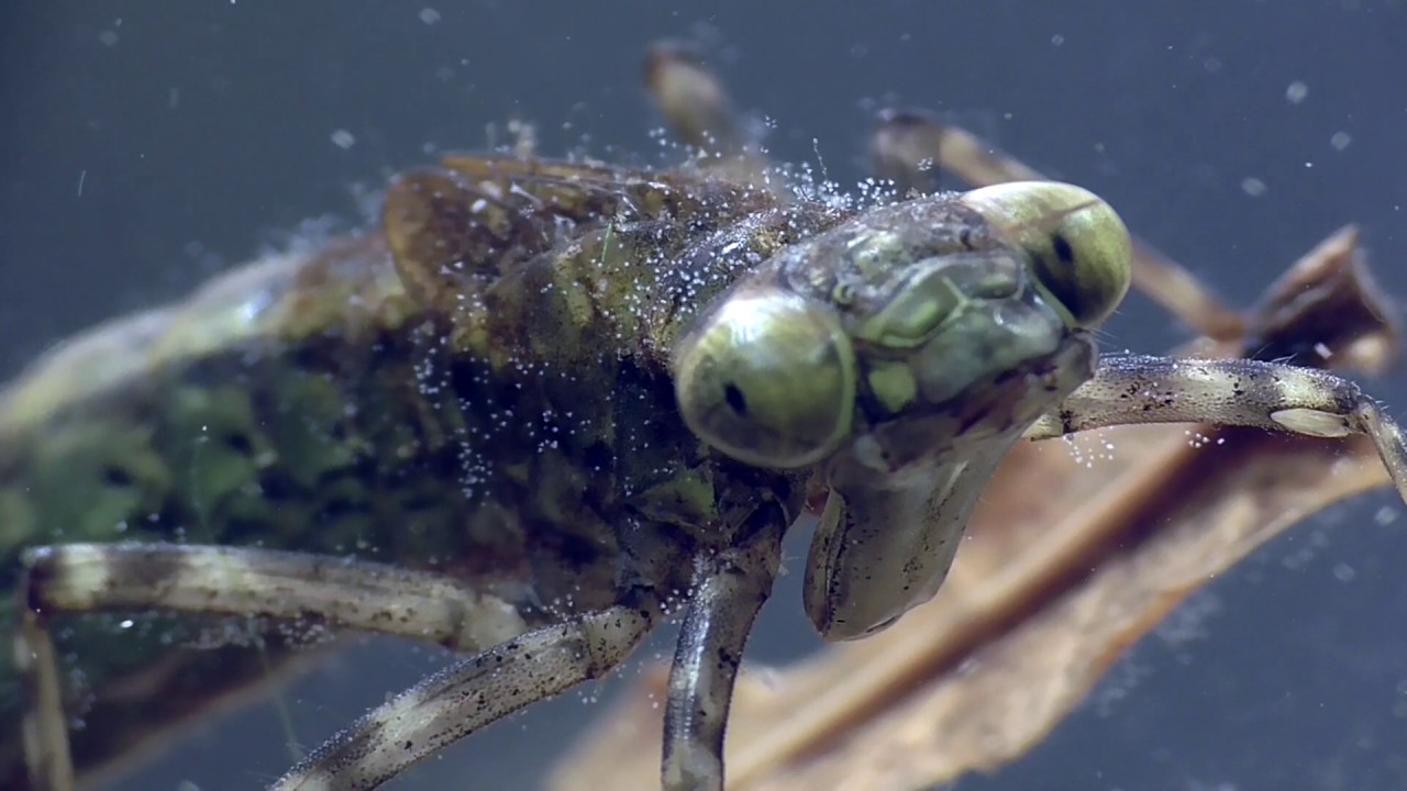Dragonfly nymph eats common frog eggs. Libellenlarve frißt ...