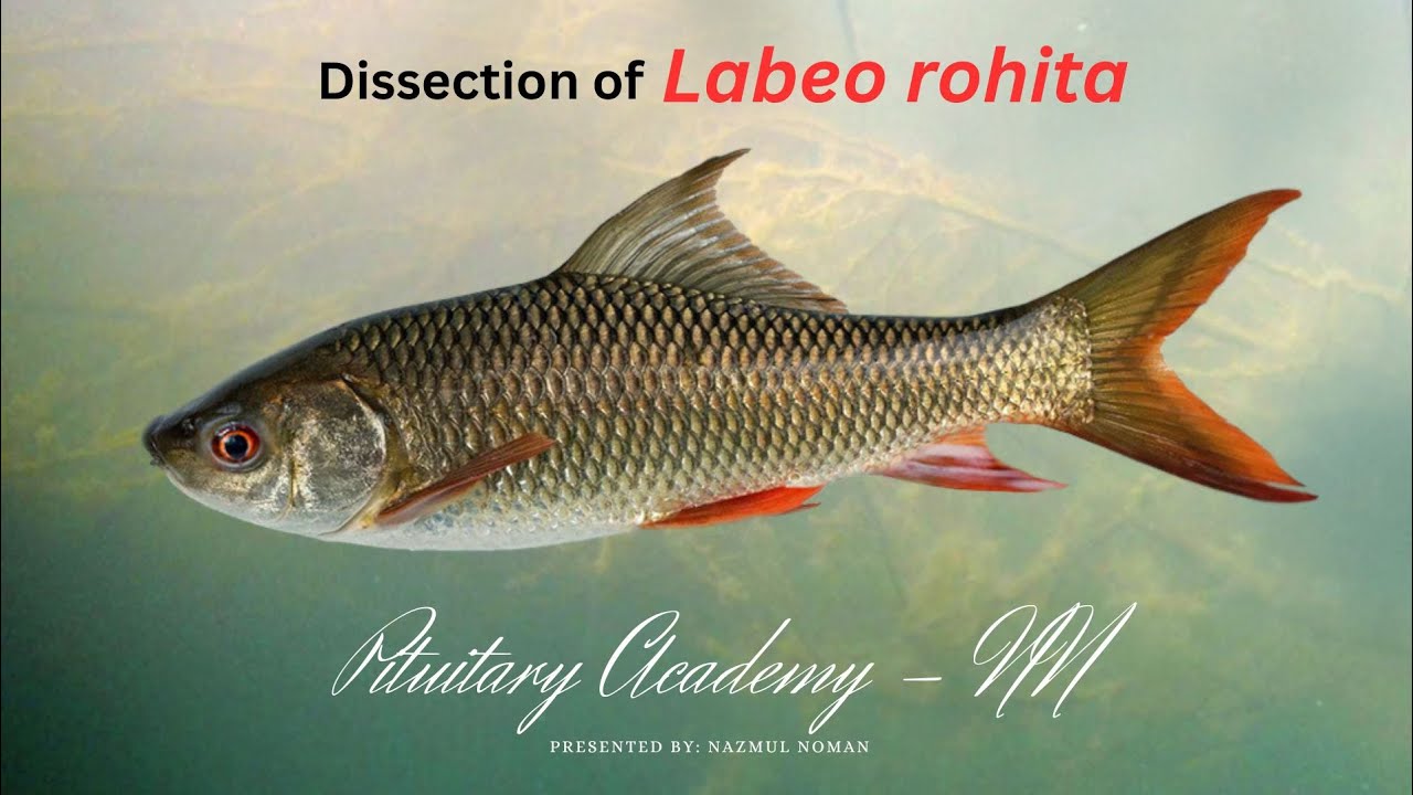 Dissection of Labeo rohita | রুই মাছের ব্যবচ্ছেদ | Zoology practical ...