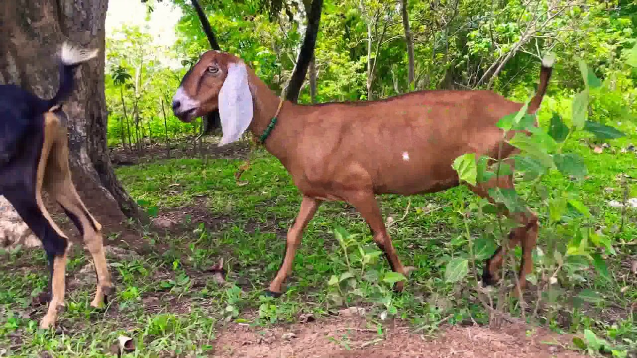 AJ Farm Goat Pasturing located @ General Tinio, Nueva Ecija ...