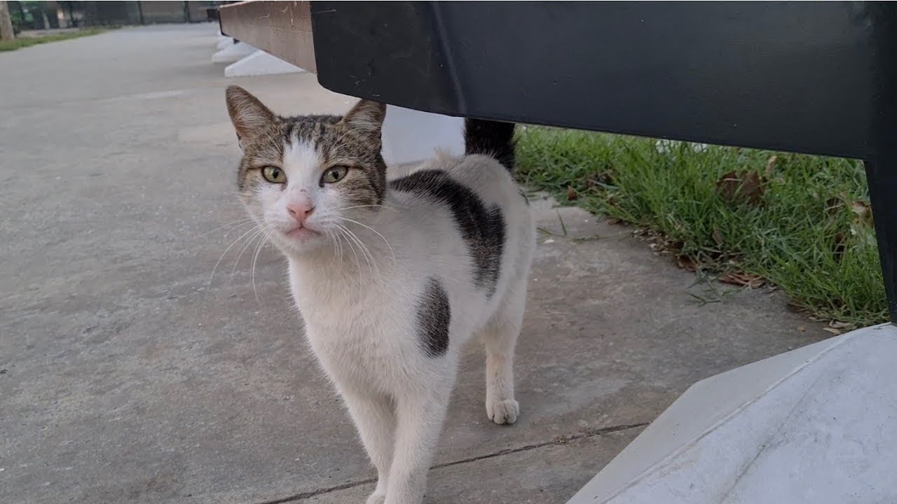 Homeless cat with super cute and incredibly beautiful colors. - YouTube