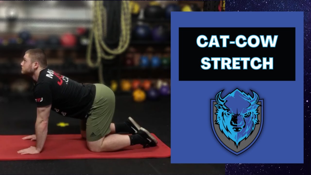 Cat Cow Stretch | Thoracic Mobility Exercise - YouTube