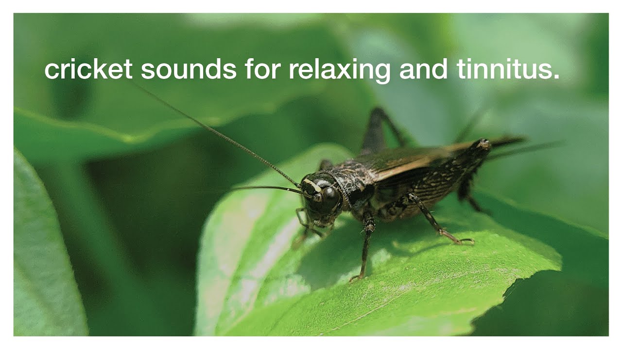 10 Hours of Crickets for Sleep and Tinnitus Therapy, Tinnitus Masking ...