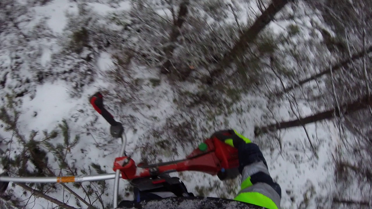 Finnish forestry - Pine stand thinning - Raivaus - YouTube