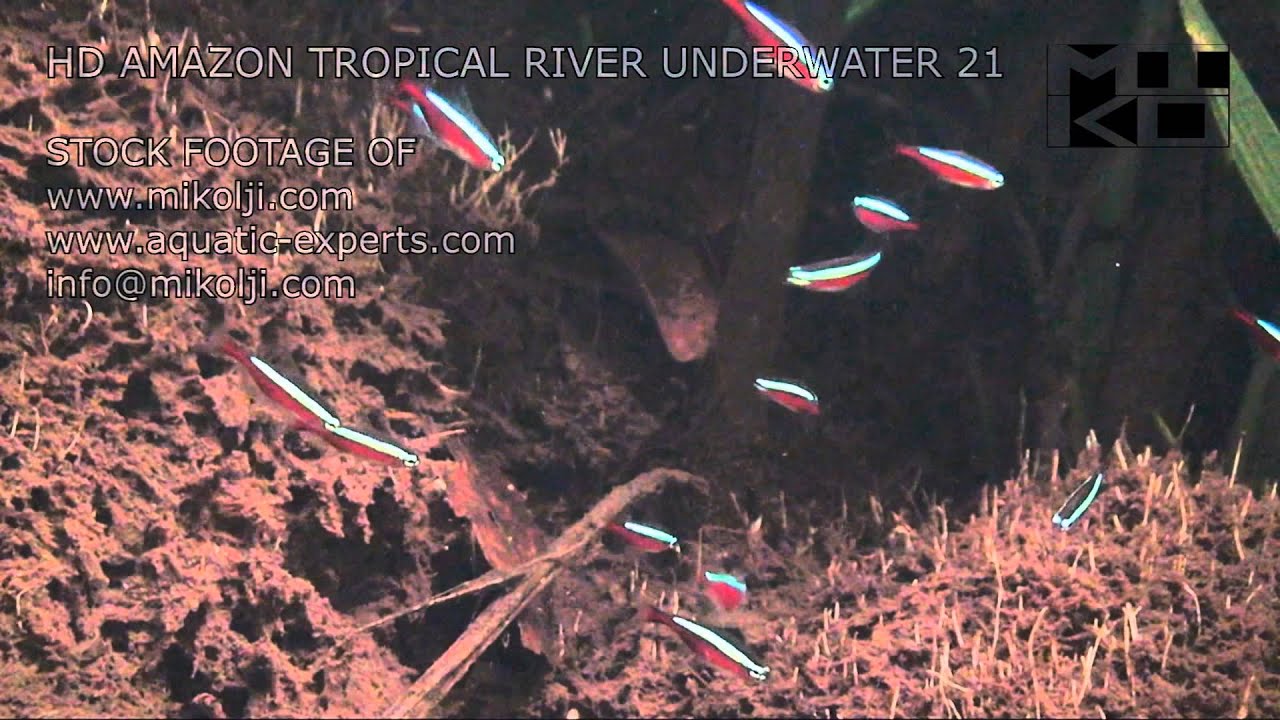 Amazon Tropical River Underwater Stock Video Footage 21 - YouTube