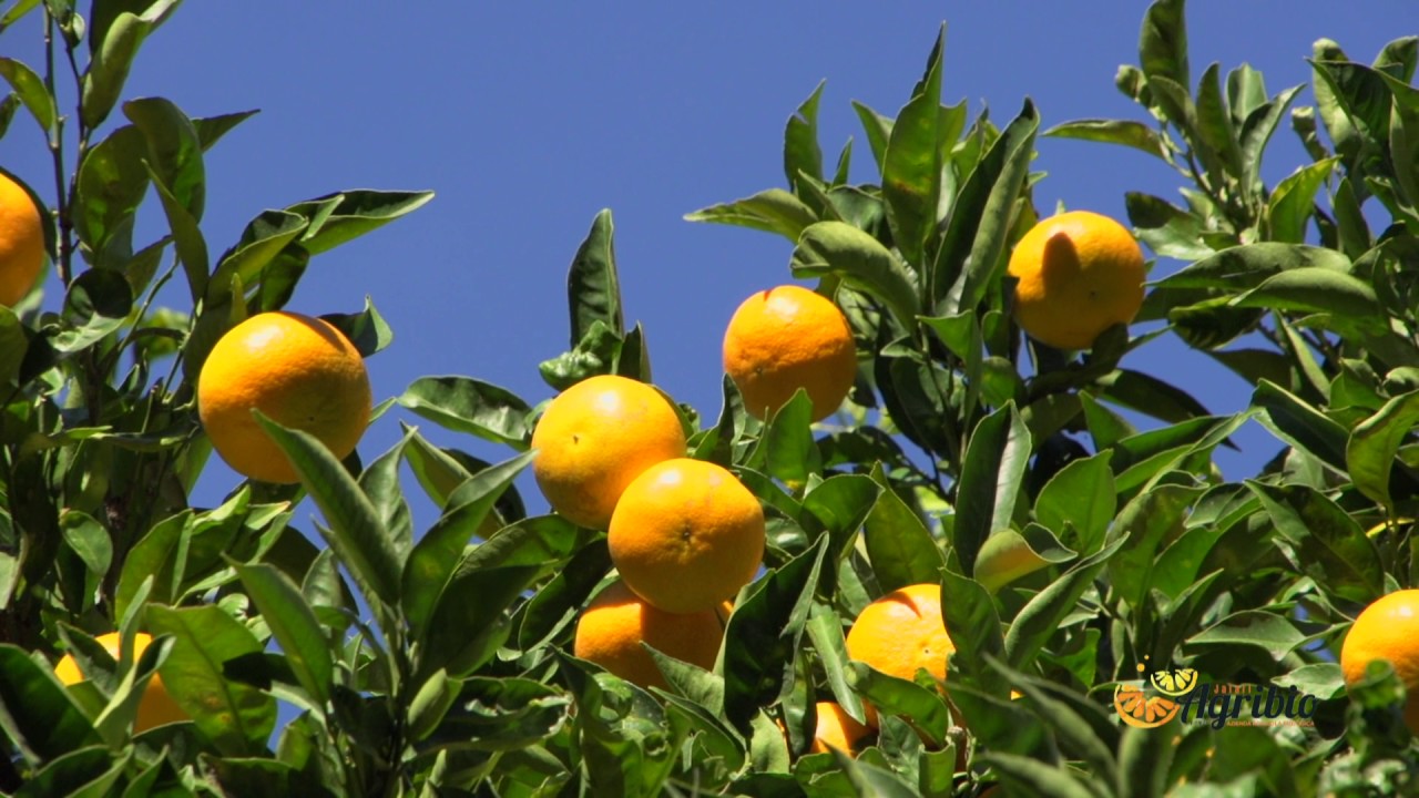 AgriBio Jalari - YouTube