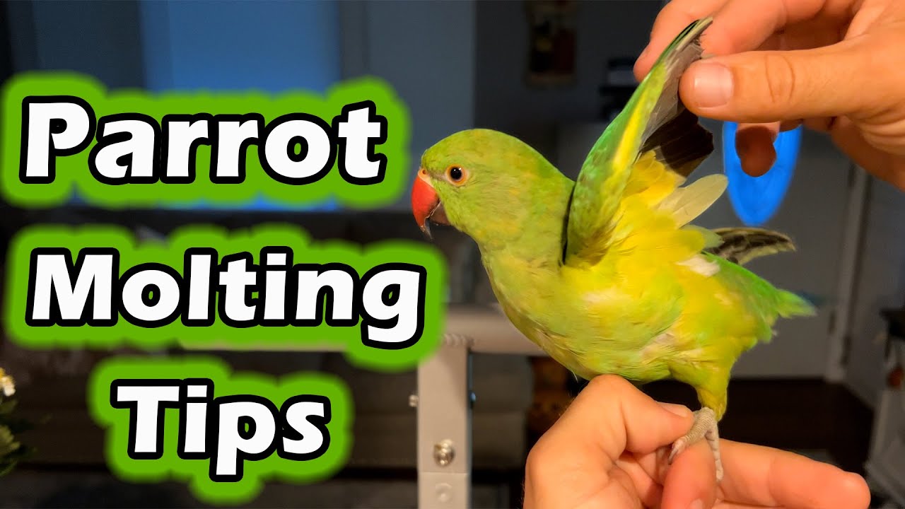 Parrot Molting Season | Tips For Success! - YouTube