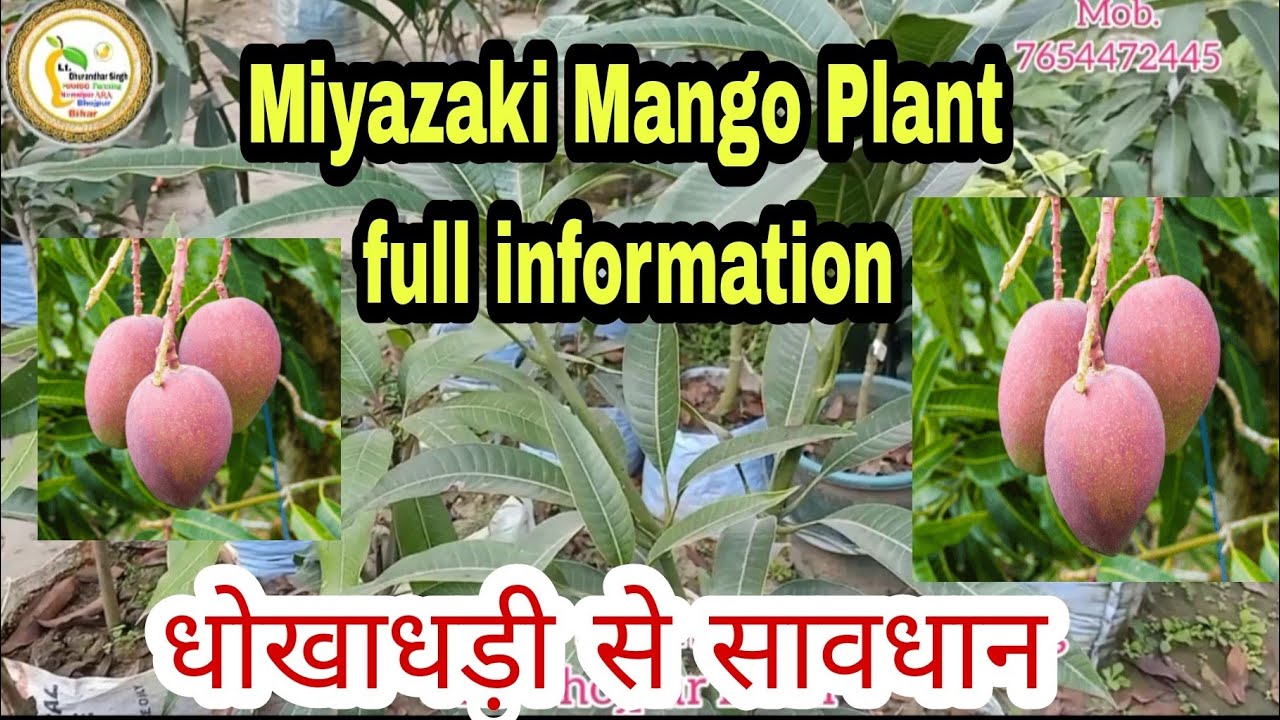 World's famous Miyazaki Mango Plant full information ।धोखाधड़ी से ...