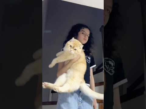 Kedimiz Yeni Sahiplerine Kavuştu ! Videomuzun Devamı Kanalımızda ☝🏻