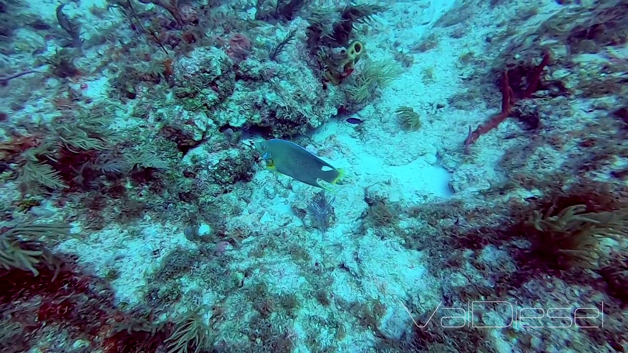 Blue Angelfish on French Reef, Key Largo - YouTube