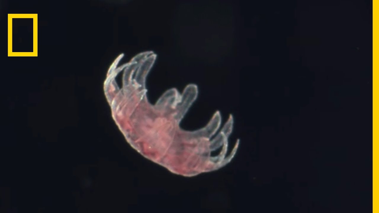 La naissance des méduses - YouTube