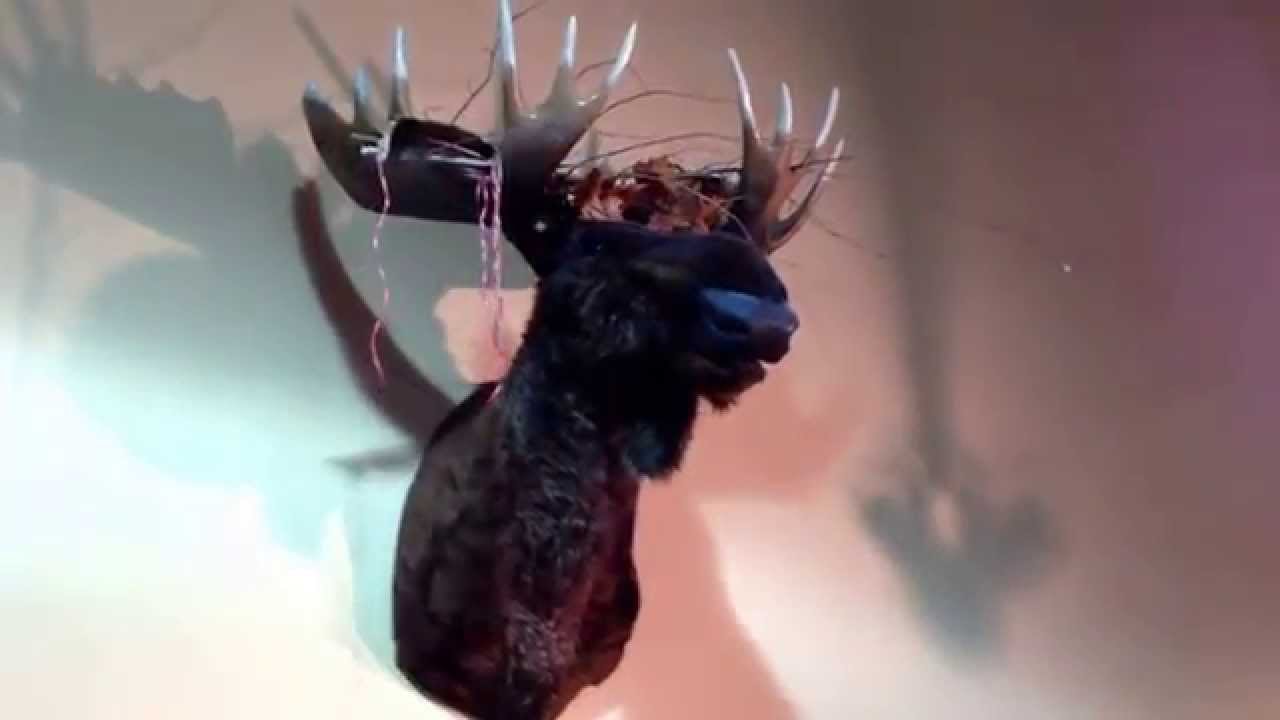 The Adarna Tour: talking moose head and Neal - YouTube