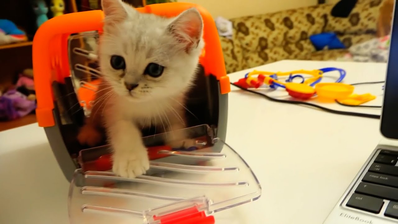 Non stop cat and kitten | Marathon! - YouTube