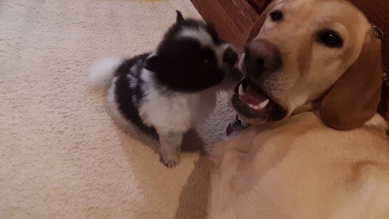 Snoopy with lab loves to play - YouTube