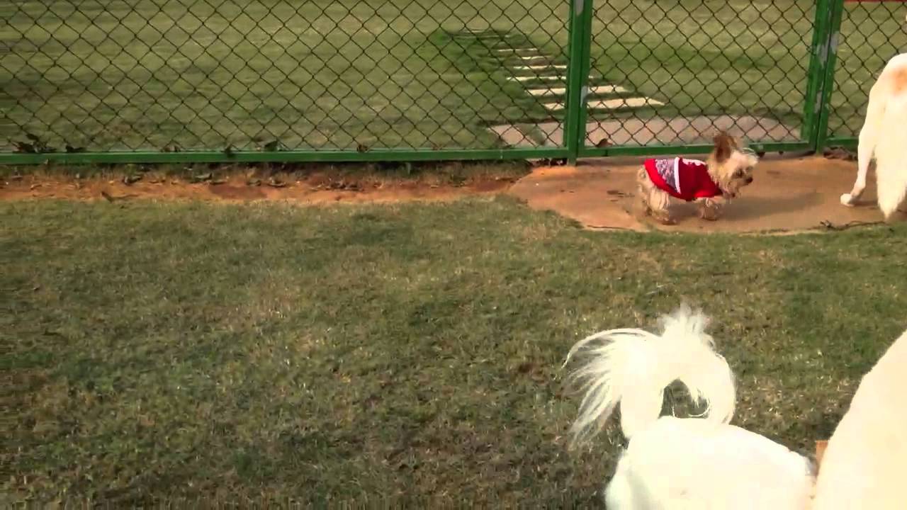 Abby, Chi-Chi, Kaori, Ralphie, Enya, Kayla, Pumpkin & MeiMei. - YouTube