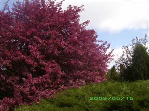 Aranjuez mon amour / Instrumental