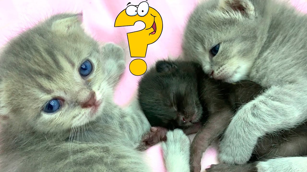 Little kittens keep the newborn foster kitty warm while mom cat is away ...