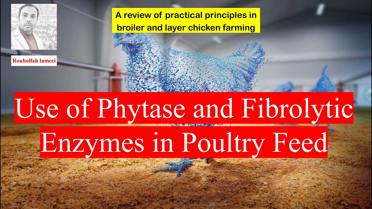 Use of Phytase and Fibrolytic Enzymes in Poultry Feed: - YouTube