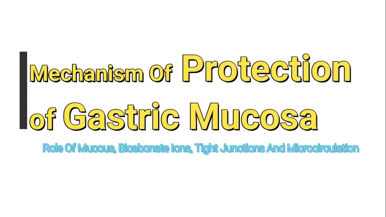 How Gastric Mucosa Is Protected? The Protective Mechanism Of Gastric ...