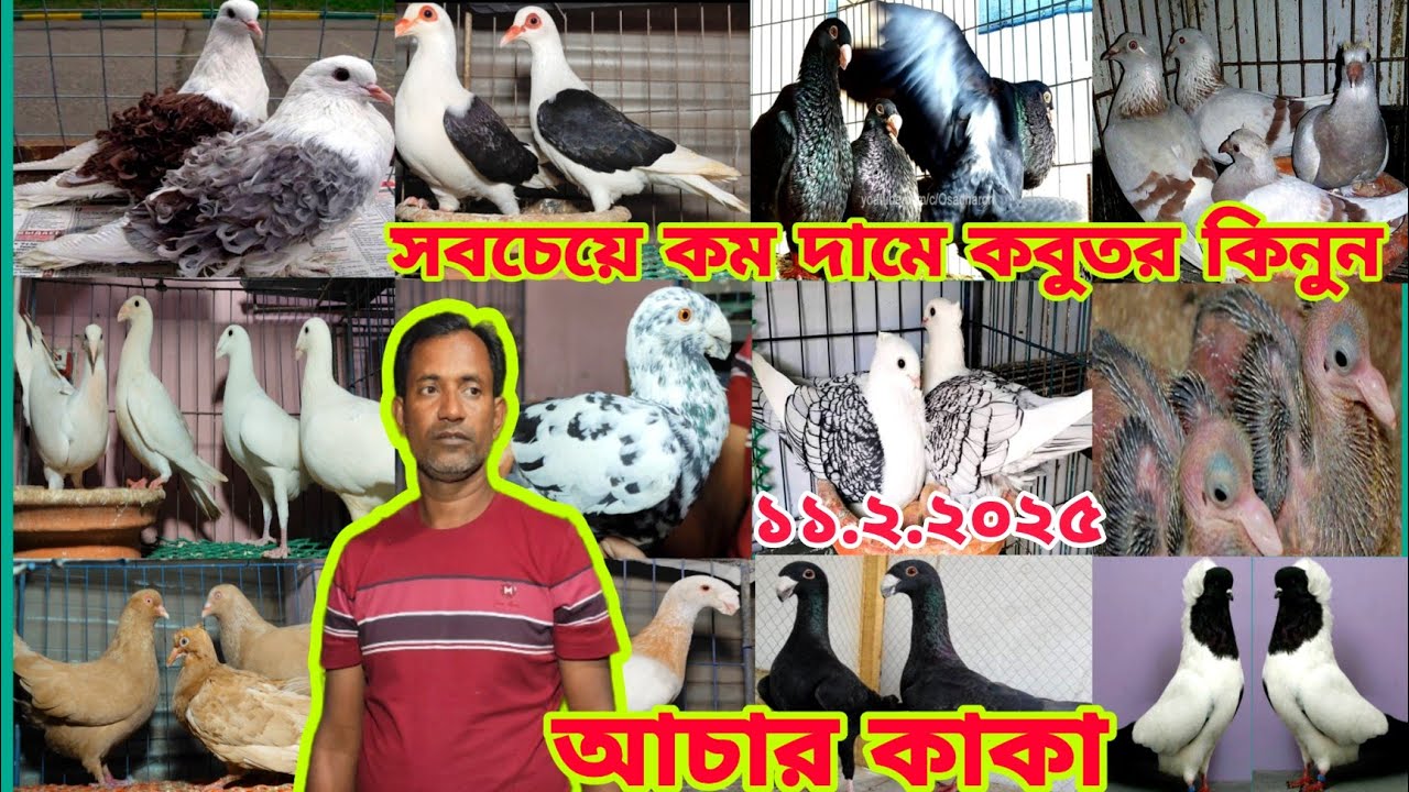 বাচ্চা সহ সাদা বিউটি কবুতর কিনুন।। সাটিং কবুতরের দাম জানুন।। ফিল ব্যাক ...