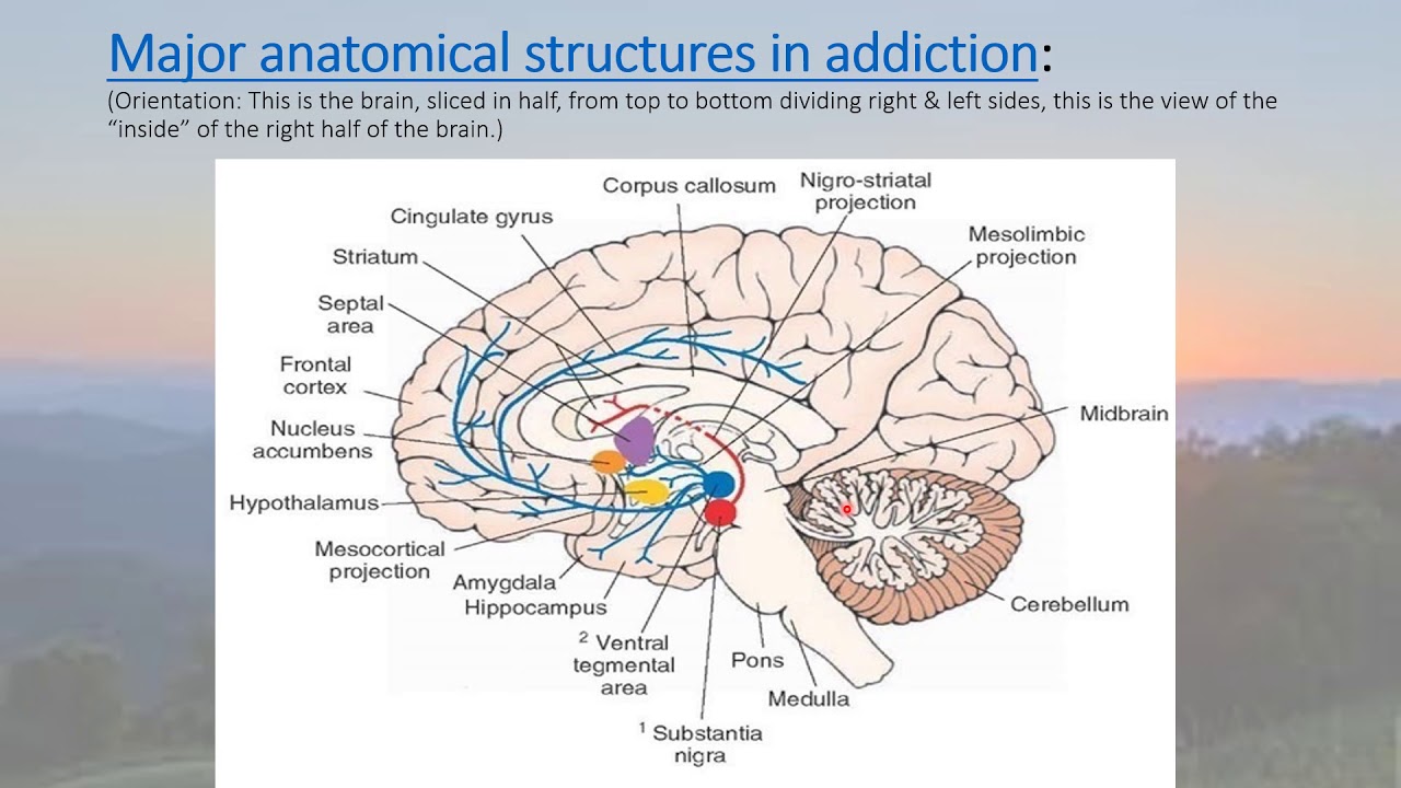 Major Brain Regions involved in Addiction - YouTube