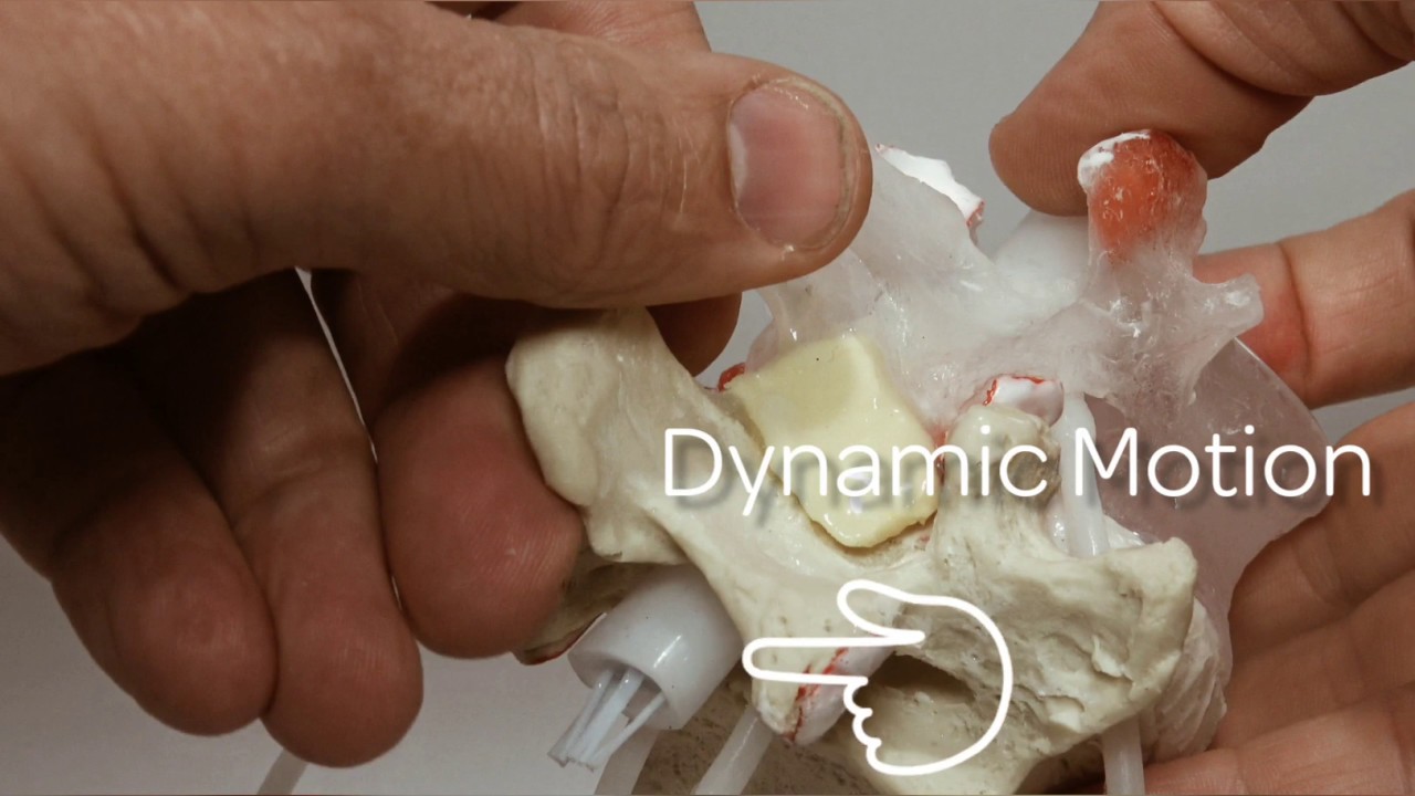 Spinal cord Mobility with Flexion and Extension - YouTube
